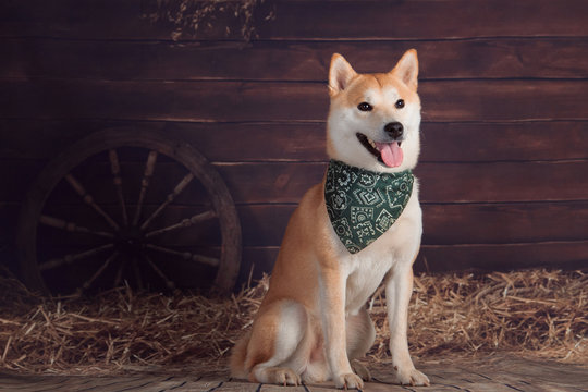 รูปภาพShiba-Ken – เลือกดูภาพถ่ายสต็อก เวกเตอร์ และวิดีโอ40 | Adobe Stock