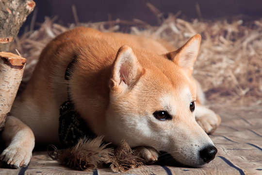 รูปภาพShiba-Ken – เลือกดูภาพถ่ายสต็อก เวกเตอร์ และวิดีโอ40 | Adobe Stock