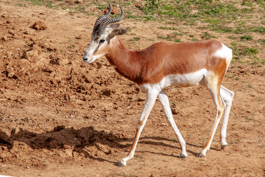 รูปภาพAddra – เลือกดูภาพถ่ายสต็อก เวกเตอร์ และวิดีโอ493 | Adobe Stock