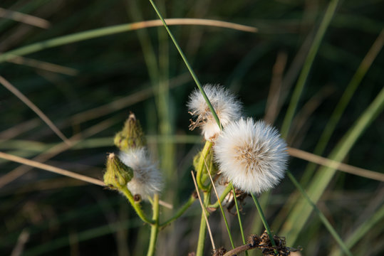 Distelarten-Bilder: Stock-Fotos & -Videos. | Adobe Stock