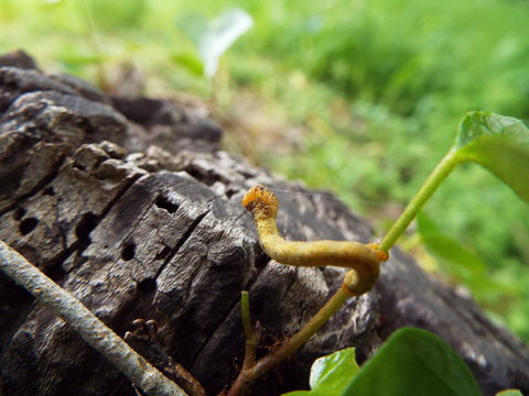 รูปภาพGaebul – เลือกดูภาพถ่ายสต็อก เวกเตอร์ และวิดีโอ748 | Adobe Stock