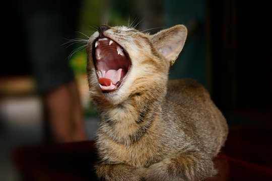 Katzengebiss-Bilder: Stock-Fotos & -Videos. | Adobe Stock