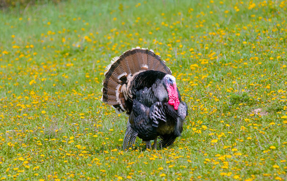 Tom-Turkey Images – Browse 138 Stock Photos, Vectors, and Video | Adobe ...