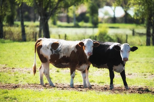 รูปภาพBullen – เลือกดูภาพถ่ายสต็อก เวกเตอร์ และวิดีโอ883 | Adobe Stock