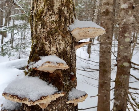 Unedible Images – Browse 482 Stock Photos, Vectors, and Video | Adobe Stock