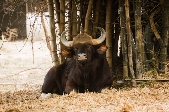 "Indian Gaur" Images – Browse 2,642 Stock Photos, Vectors, and Video ...