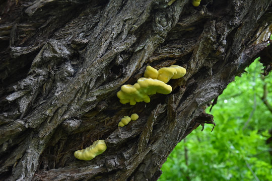 Schamm Bilder – Durchsuchen 9,214 Archivfotos, Vektorgrafiken und ...