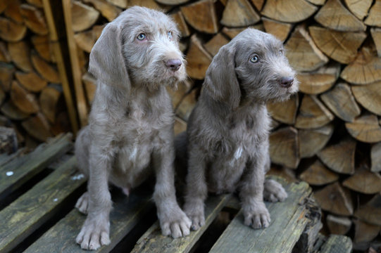 Are Slovak Rough Haired Pointer Aggressive