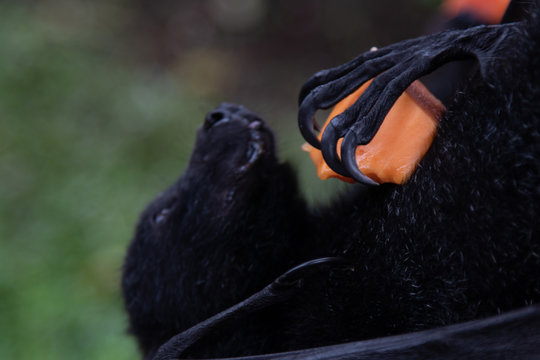 Flying-Fox Bilder – Durchsuchen 989 Archivfotos, Vektorgrafiken und ...