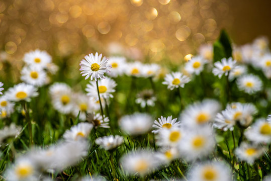 Planze Images – Parcourir 1,579 le catalogue de photos, vecteurs et ...