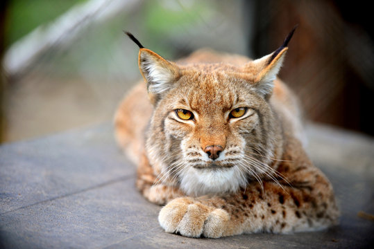 「Rys」の写真素材 | 178件の無料イラスト画像 | Adobe Stock