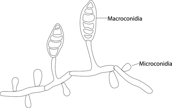 Macroconidia And Microconidia