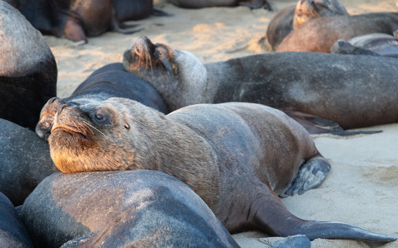 Strandwolf Bilder – Durchsuchen 34,760 Archivfotos, Vektorgrafiken und ...