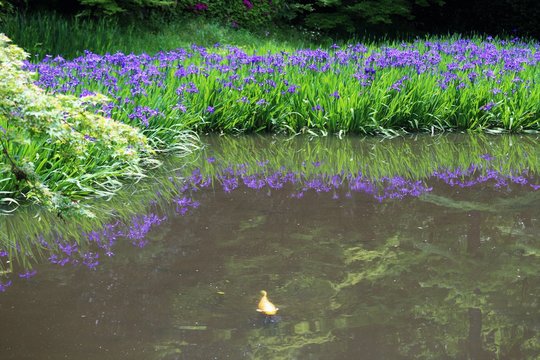 ヒラドツツジ Images – Browse 222 Stock Photos, Vectors, and Video | Adobe Stock