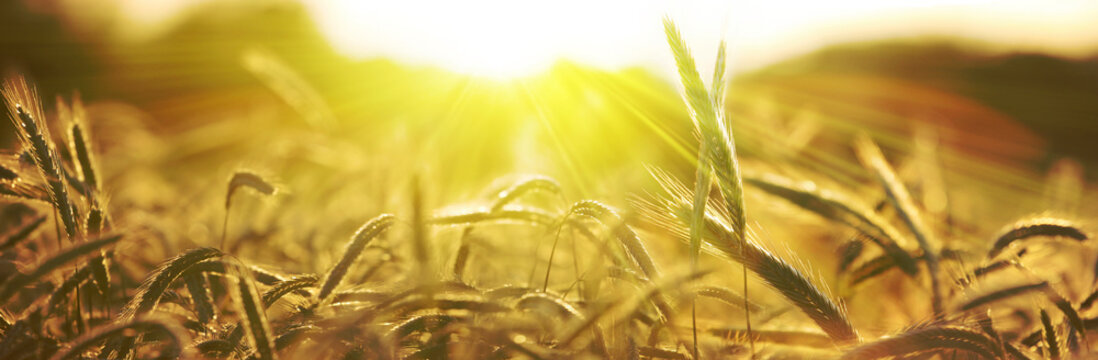 Zerealien bilder – Bläddra bland 925 stockfoton, vektorer och videor ...