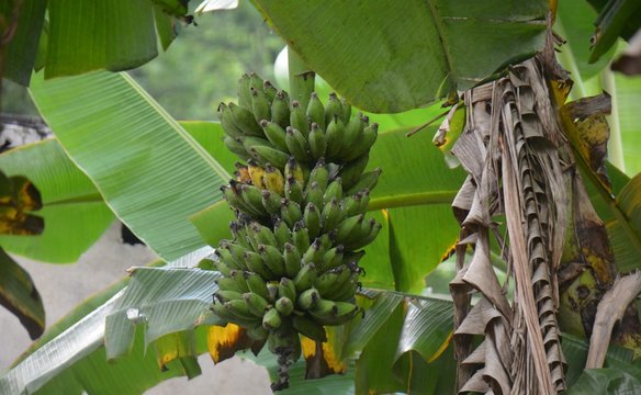 Ambul Images – Browse 39 Stock Photos, Vectors, and Video | Adobe Stock