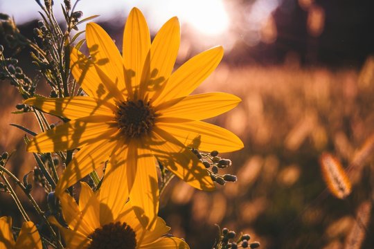 "Yellow Cosmos" Images – Browse 10,467 Stock Photos, Vectors, and Video ...