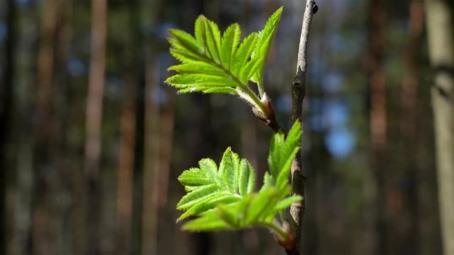 Stipel Bilder – Durchsuchen 960 Archivfotos, Vektorgrafiken und Videos ...