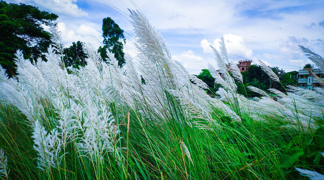 "Catkin Flower"-Bilder: Stock-Fotos & -Videos. | Adobe Stock