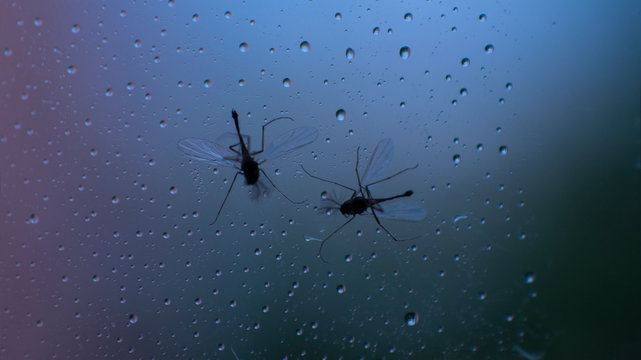 Schnacke Bilder – Durchsuchen 5,696 Archivfotos, Vektorgrafiken und ...