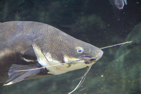 รูปภาพPirarara – เลือกดูภาพถ่ายสต็อก เวกเตอร์ และวิดีโอ429 | Adobe Stock