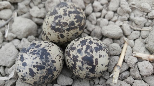 Vogelei Bilder – Durchsuchen 6,298 Archivfotos, Vektorgrafiken und ...