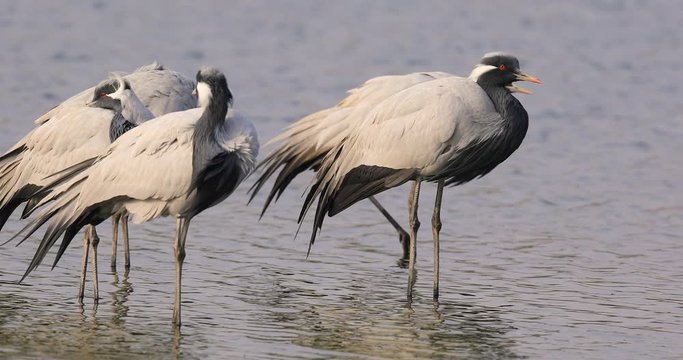 「Avialae」の画像 - 500 件の Stock 写真、ベクターおよびビデオ | Adobe Stock