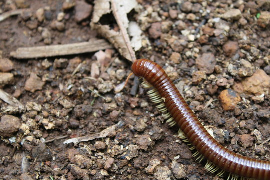 Miriapod Images – Browse 2,714 Stock Photos, Vectors, and Video | Adobe ...