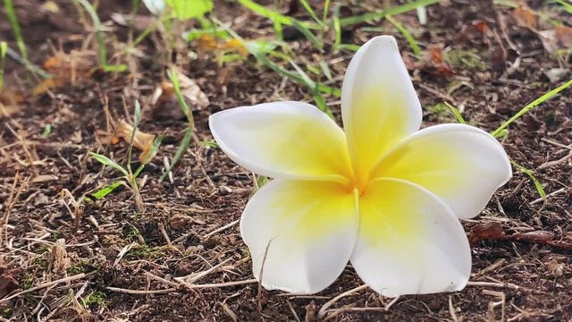 Sacuanjoche Images – Browse 114,584 Stock Photos, Vectors, and Video ...