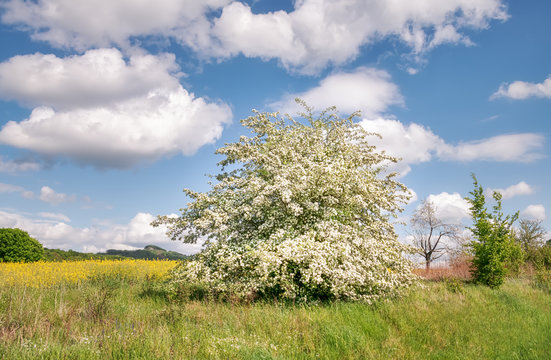 รูปภาพShrup – เลือกดูภาพถ่ายสต็อก เวกเตอร์ และวิดีโอ113 | Adobe Stock