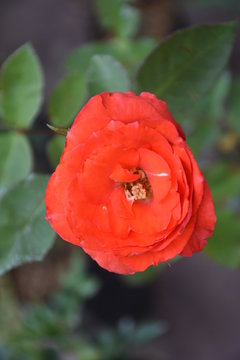 Riose Bilder – Durchsuchen 26 Archivfotos, Vektorgrafiken und Videos ...