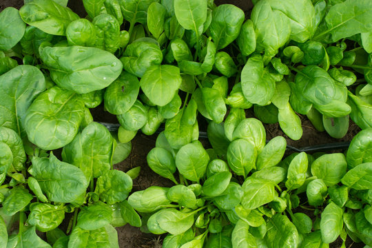 "Spinach Plants" Bilder – Durchsuchen 336 Archivfotos, Vektorgrafiken ...