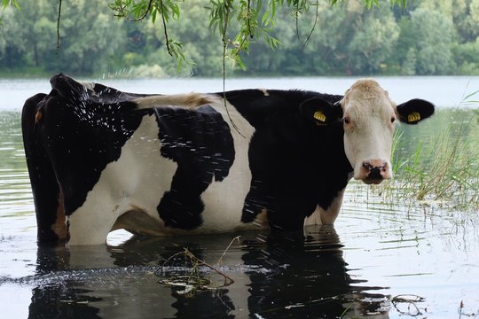 Herbivorous Images – Browse 132,171 Stock Photos, Vectors, and Video ...