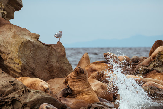 Robben-Baby Images – Browse 26 Stock Photos, Vectors, and Video | Adobe ...