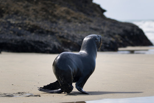 Robben-Baby Images – Browse 26 Stock Photos, Vectors, and Video | Adobe ...