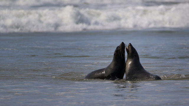 Robben-Baby Images – Browse 26 Stock Photos, Vectors, and Video | Adobe ...