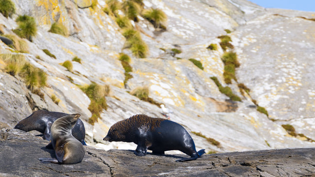 Robben-Baby Images – Browse 26 Stock Photos, Vectors, and Video | Adobe ...