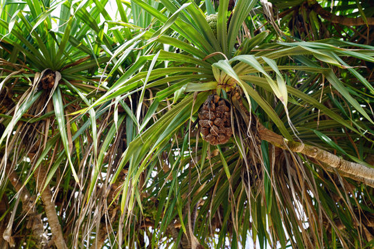 「Pandanaceae」の画像 - 656 件の Stock 写真、ベクターおよびビデオ | Adobe Stock