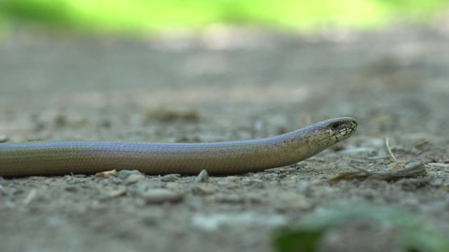 Sidle Images – Browse 506 Stock Photos, Vectors, and Video | Adobe Stock