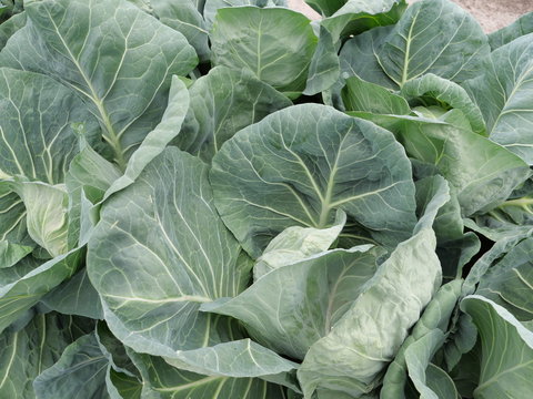 「Braunkohl」の画像 - 111,191 件の Stock 写真、ベクターおよびビデオ | Adobe Stock