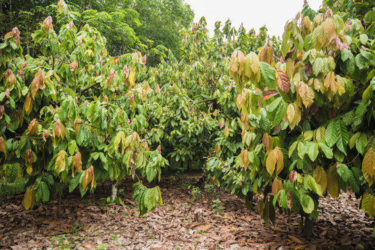 Cacaotier Images – Browse 48 Stock Photos, Vectors, and Video | Adobe Stock