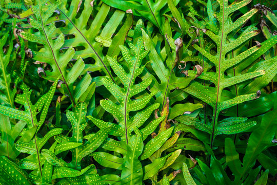 Filicales bilder – Bläddra bland 1,715 stockfoton, vektorer och videor ...