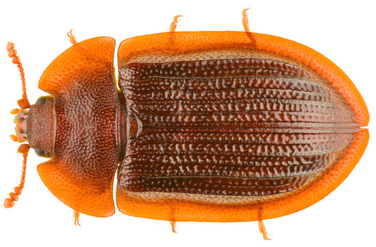 Trogossitidae Images – Browse 67 Stock Photos, Vectors, and Video ...