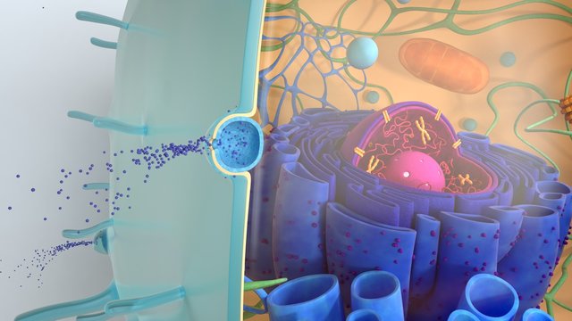 Cytoskeleton bilder – Bläddra bland 745 stockfoton, vektorer och videor ...