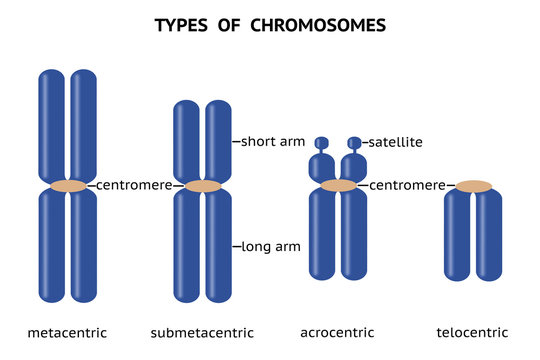 Acrocentric Images – Browse 41 Stock Photos, Vectors, and Video | Adobe ...
