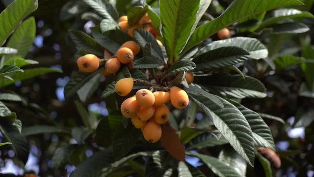 "Loquat Leaf" Images – Browse 67 Stock Photos, Vectors, and Video ...