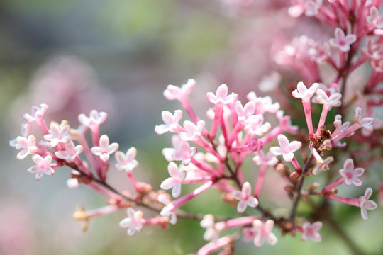 Oleaceae bilder – Bläddra bland 6,950 stockfoton, vektorer och videor ...