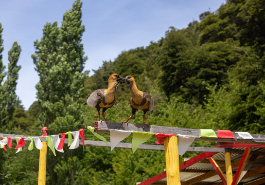 Osculate bilder – Bläddra bland 24,561 stockfoton, vektorer och videor ...