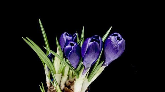 Crocus Video Footage – Browse 5,836 HD Stock Video and Footage | Adobe ...