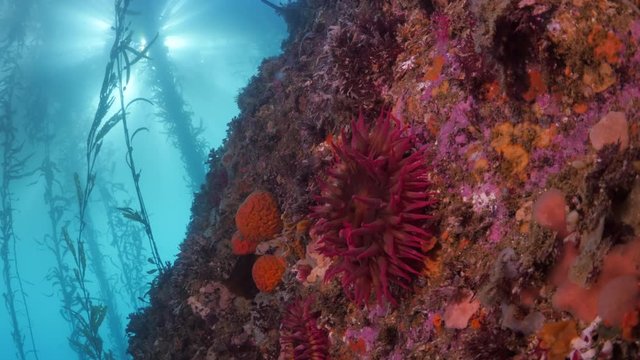 Laminariales bilder – Bläddra bland 335 stockfoton, vektorer och videor ...